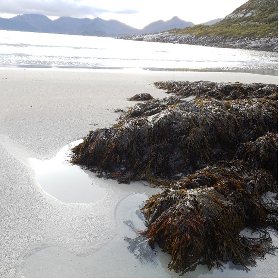 Coastline Exposure: Staying with the Wrack Zone | UCHRI