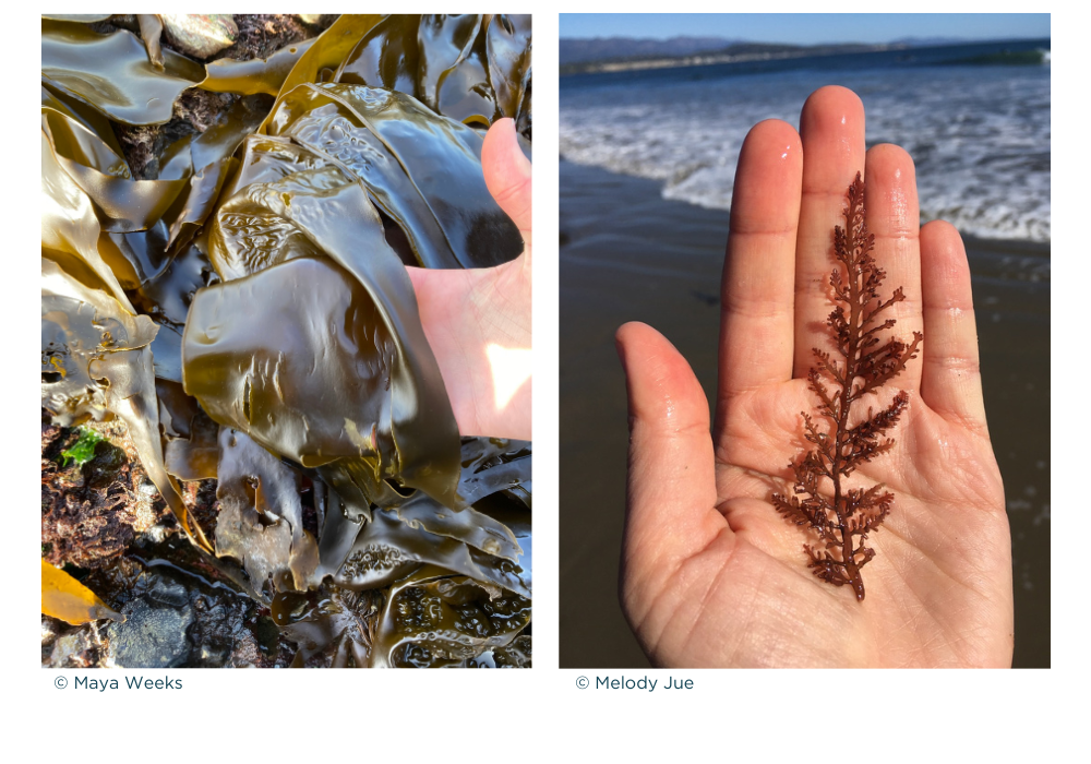 Holding Sway: Seaweeds and the Politics of Form | UCHRI
