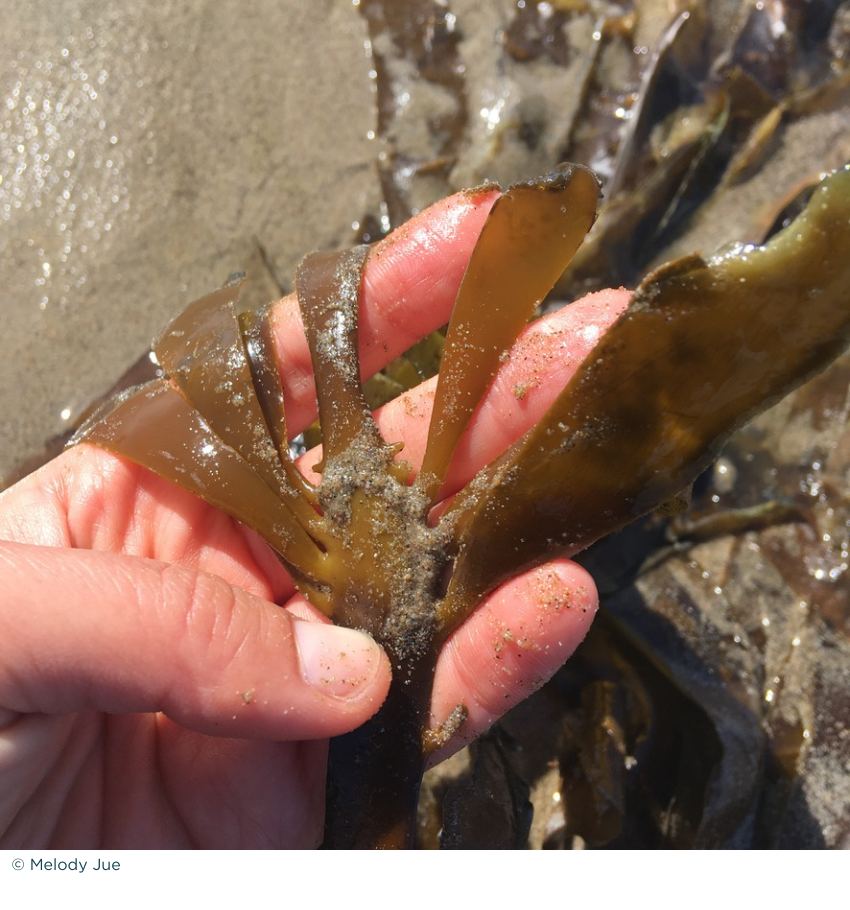 Holding Sway: Seaweeds and the Politics of Form | UCHRI
